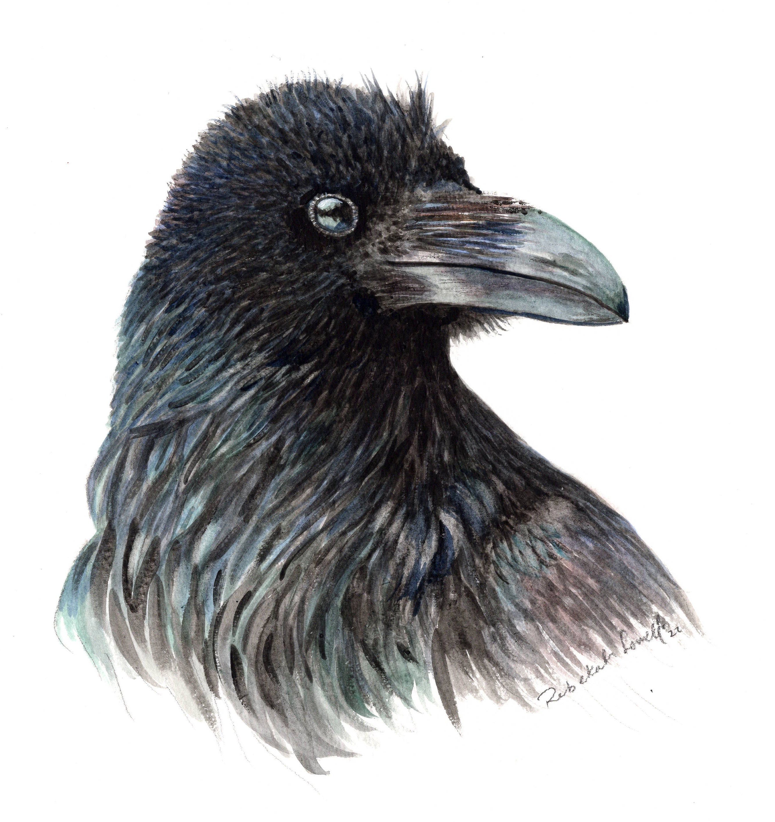 Raven Decal Bumper Sticker – Rebekah Lowell