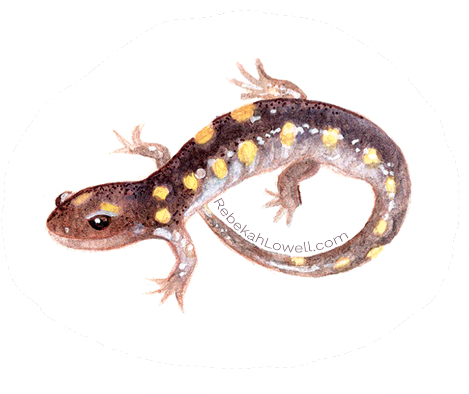 Yellow Spotted Salamander Decal Bumper Sticker – Rebekah Lowell